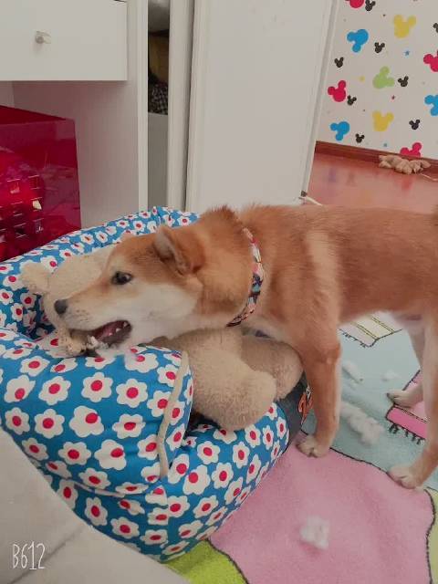 狗狗吃了一点抹茶没事吧图标