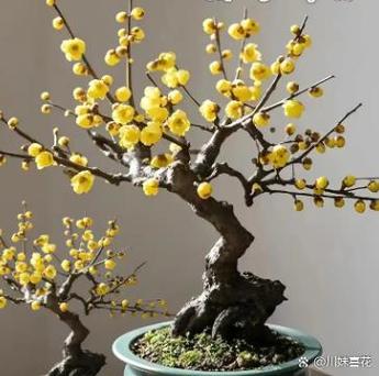 女人喜欢养花说明什么图标