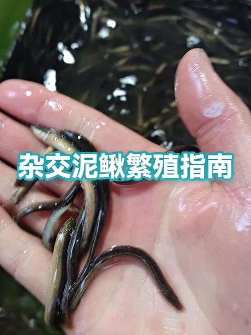 泥鳅的繁殖方法图标