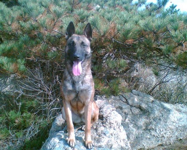 马犬可以家养吗?图标