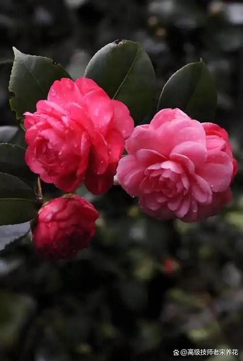 茶花最忌三种土