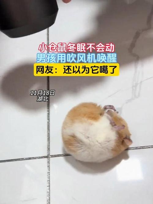 小仓鼠冬眠要一直吹吗图标