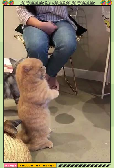 猫咪行为训练学校图标