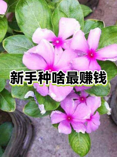种啥最赚钱图标