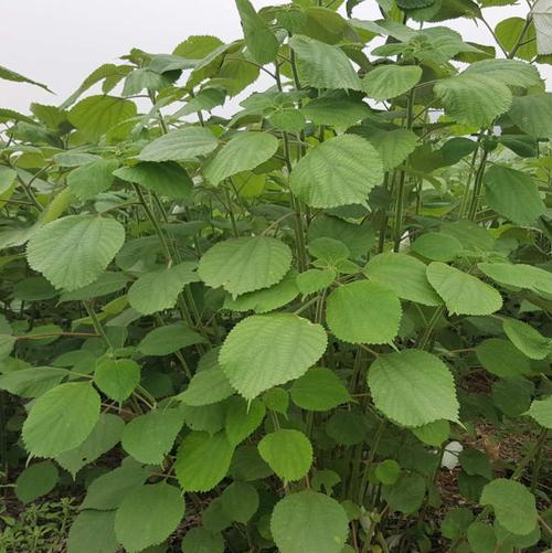 高蛋白牧草有哪些品种图标