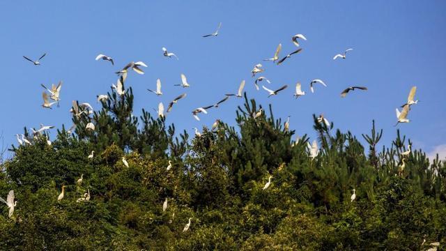 鸟道没云中赞美的是截图