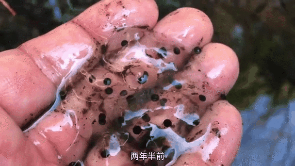 青虫在哪里抓截图