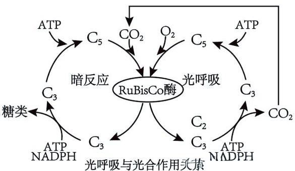 光呼吸产生能量吗图标