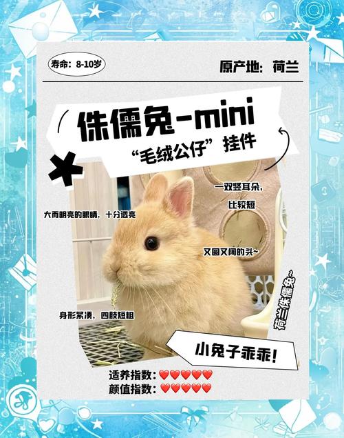 荷兰迷你兔多少钱一只截图