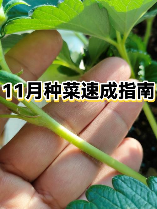 怎么种菜教程截图
