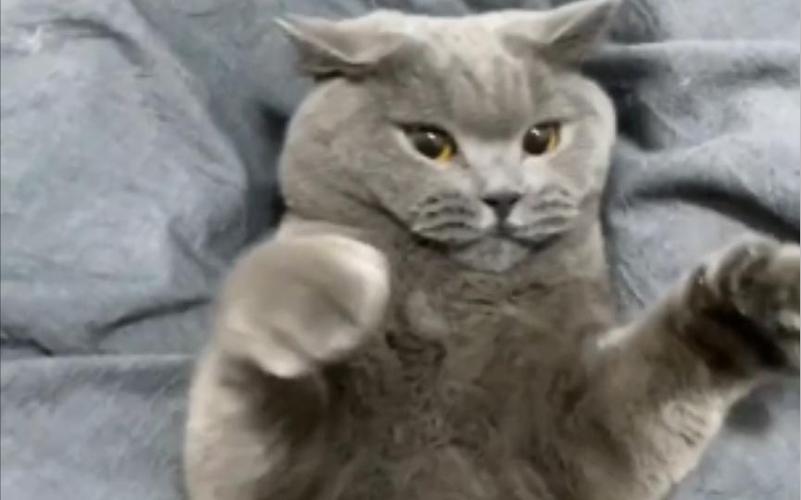 怎样驯服特别凶的猫