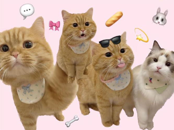 猫咪图片横屏图标