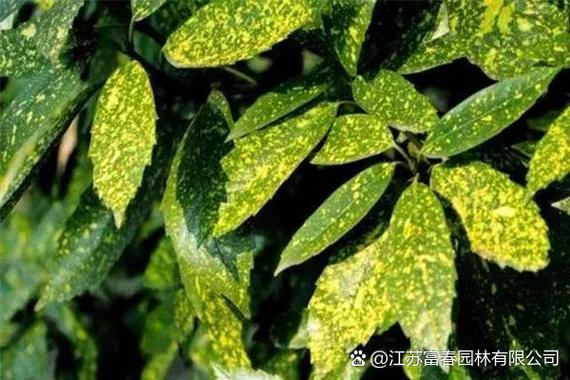 桃叶青青的含义是什么图标