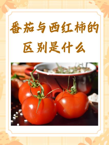 蕃茄和番茄有区别吗图标
