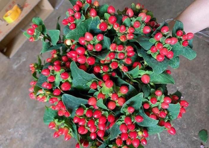 一颗颗红豆是什么花图标