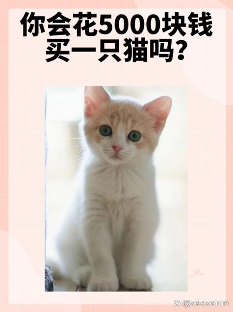 养猫使我快乐截图