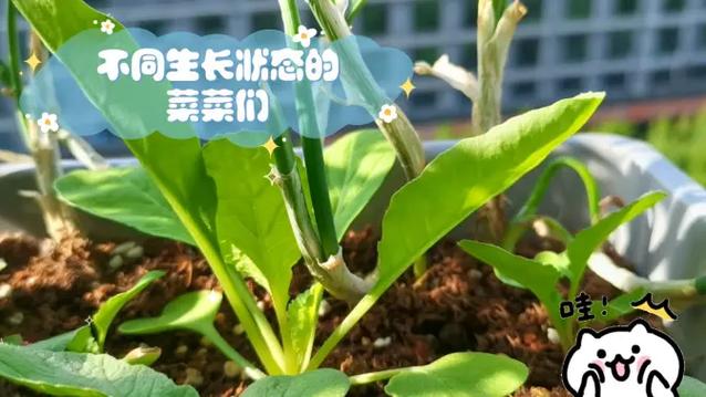 不同植物的生长状态图标