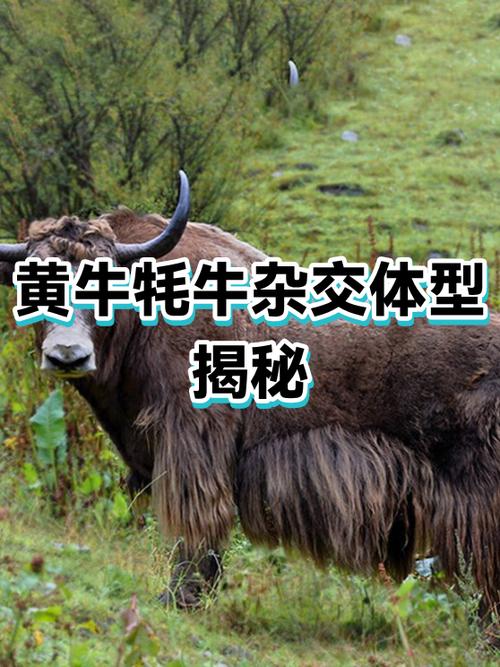 牦牛和牛能杂交吗图标