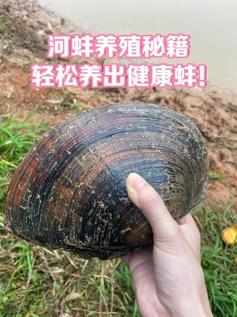 养河蚌怎么养出来珍珠图标