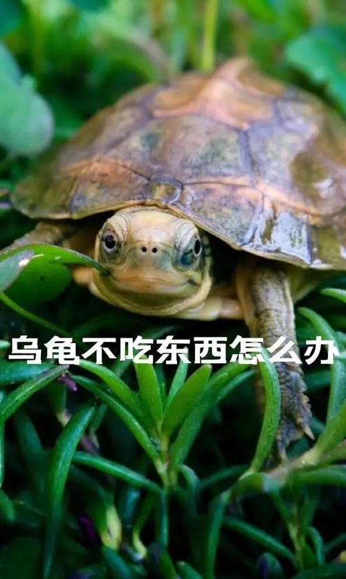 乌龟不吃食是什么原因图标