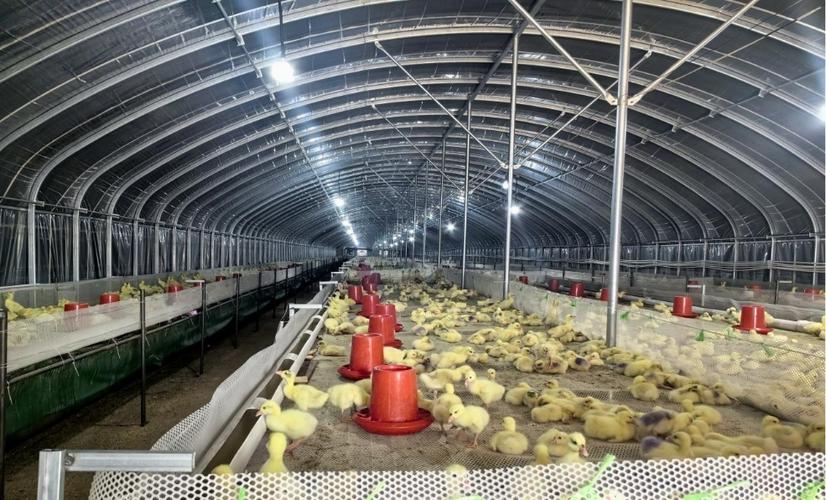 大棚养鹅技术视频大全图标