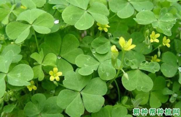 酢浆草专用除草剂图标