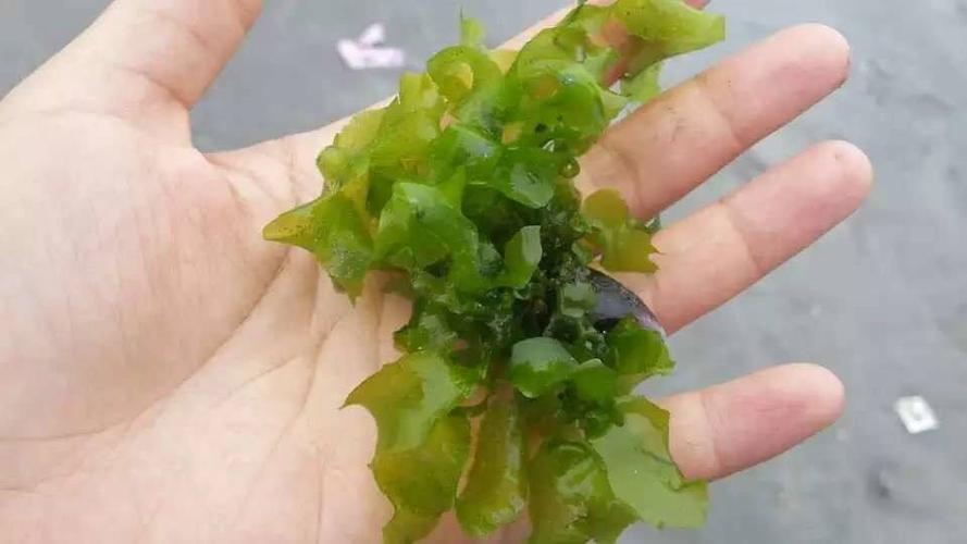 海草孕妇可以吃吗图标
