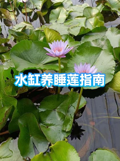 睡莲不放泥只放水怎样养截图