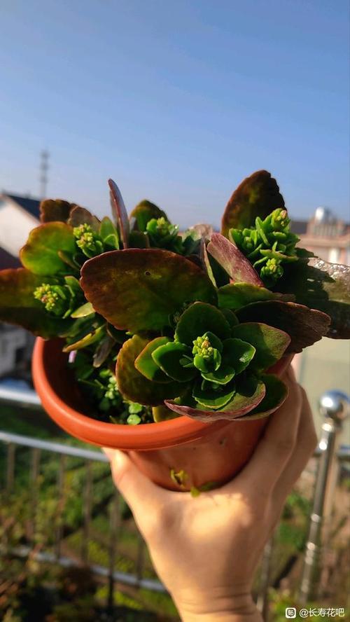 长寿花晚上开灯可以吗图标