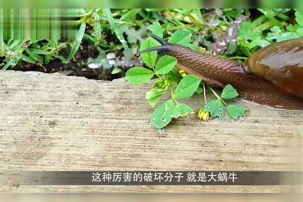 蜗牛传染什么病毒图标