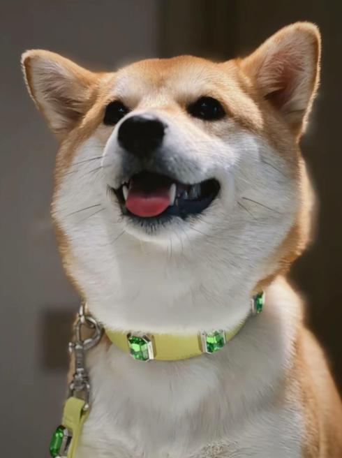 电影《人犬》