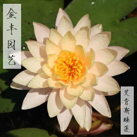 睡莲适合室内养吗图标