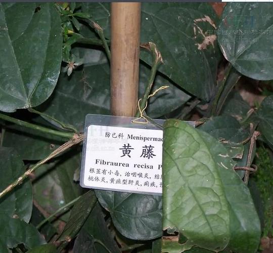 药材识别扫一扫图标