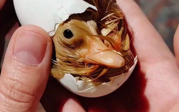 小鸟孵化视频截图