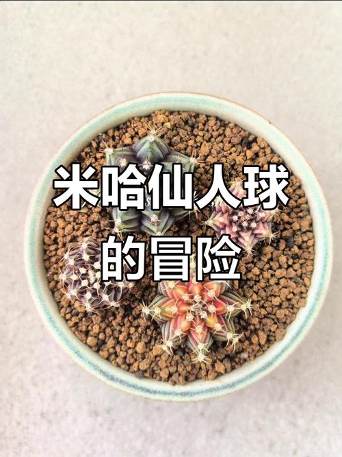 anuneko米哈游