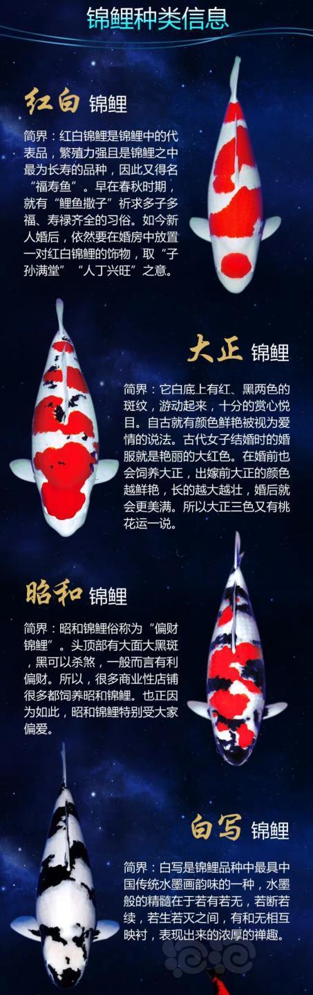 什么是锦鲤图标