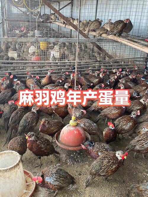 产蛋量最高的鸡排行榜图标