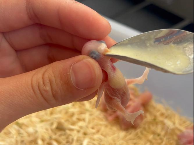 0天手养鹦鹉教程