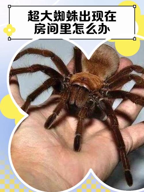 大蜘蛛代表什么好运图标