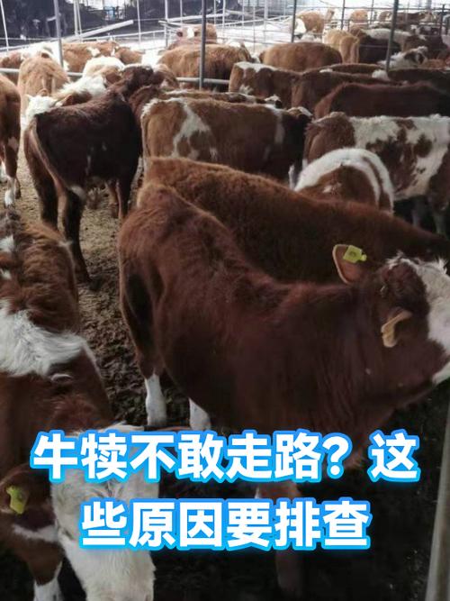 什么牛不会走路截图