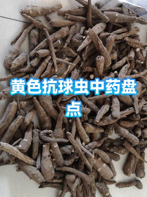 球虫的克星第一名中药图标