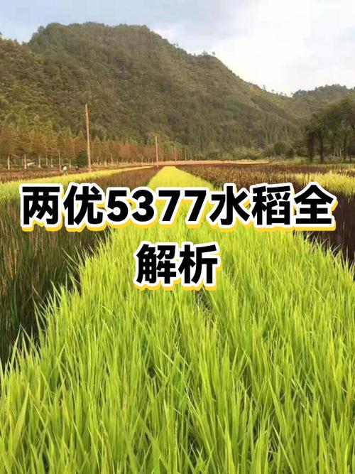 两优贷款图标