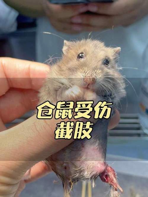 仓鼠咬腹部的毛图标
