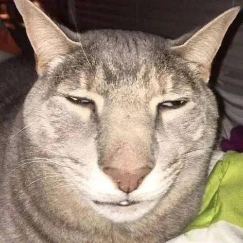 搞笑猫图片大全笑死人图标