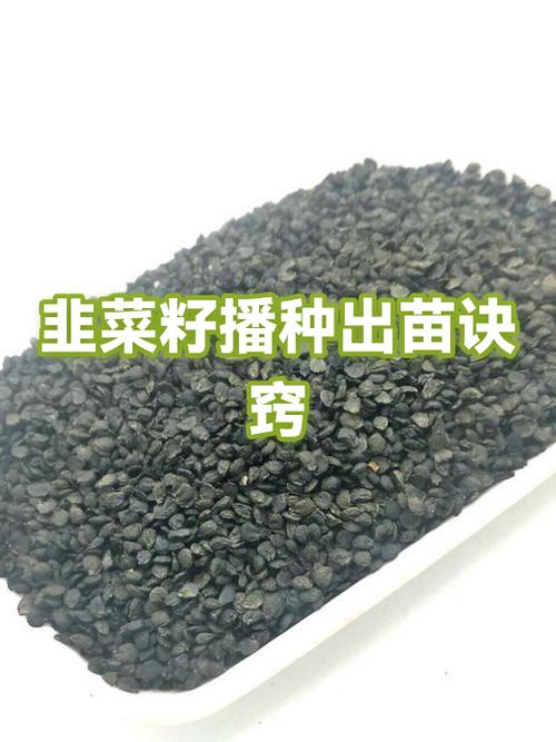 种韭菜籽的正确方法图标