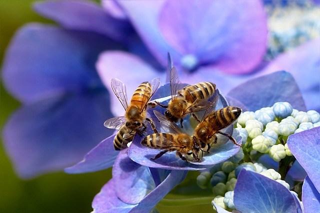 Colonies