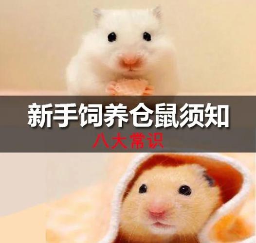 孩子养仓鼠害处图标