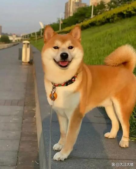 养狗养哪种狗截图