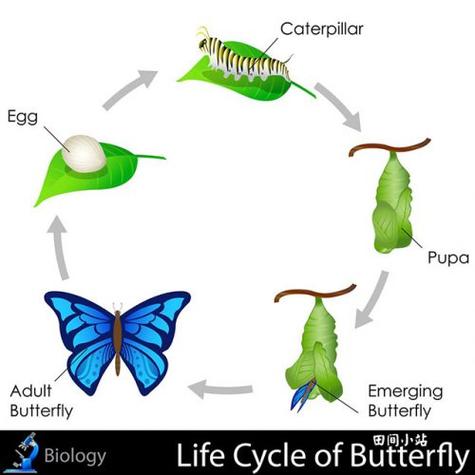 buuterfly音译图标