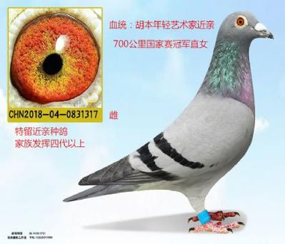 中国信鸽信息网查鸽网图标